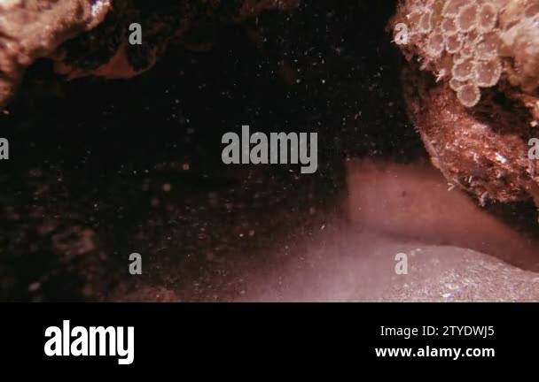 Moray attack Stock Videos & Footage - HD and 4K Video Clips - Alamy