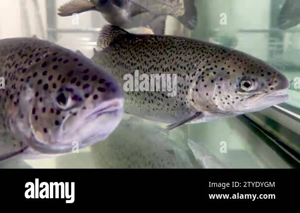 The man has blood on his teeth, severe bleeding of the gums after a ...