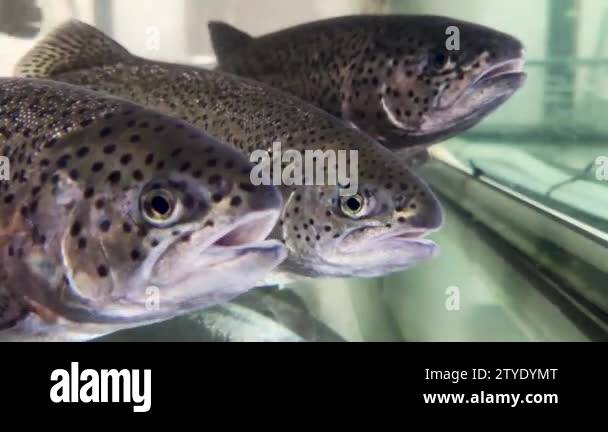 The man has blood on his teeth, severe bleeding of the gums after a ...