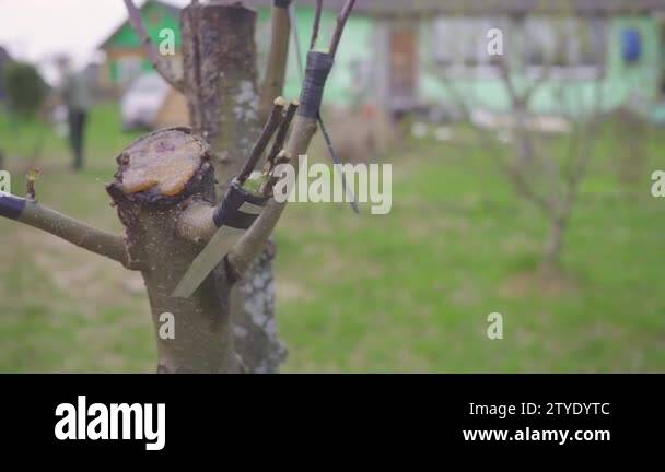 Apple tree renovation grafting Stock Videos & Footage - HD and 4K Video ...
