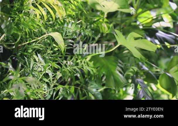 Collage of collected different types of green leaflets. Background or ...