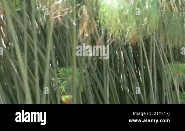 Paper reed or papyrus cyperus papyrus Stock Videos & Footage - HD and ...