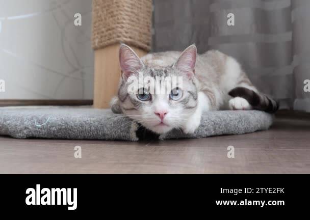 Russian blue portrait Stock Videos & Footage - HD and 4K Video Clips ...