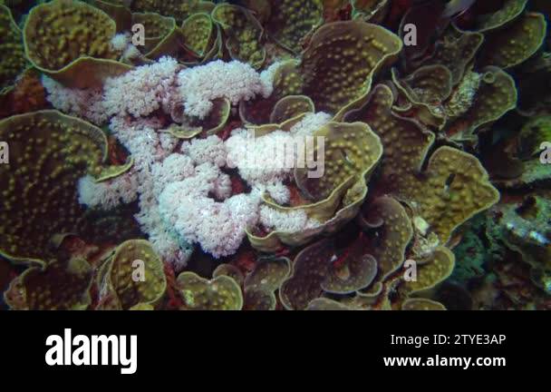 Coral reef, different types of coral and tropical fish. Nature of the ...