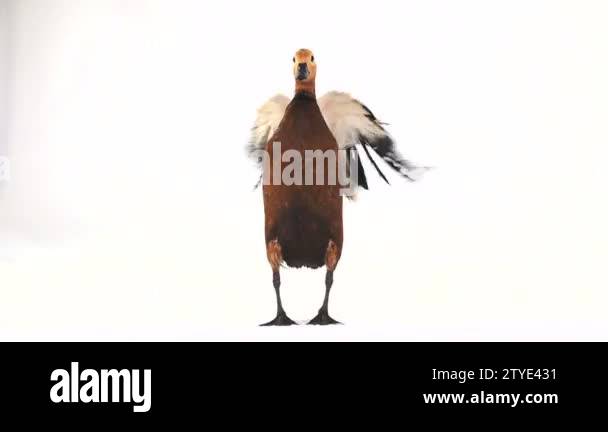 slow motion. male Beautiful bright red duck (Ogar) flapping his wings ...