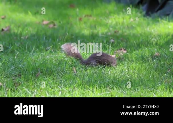 New york squirrel Stock Videos & Footage - HD and 4K Video Clips - Alamy
