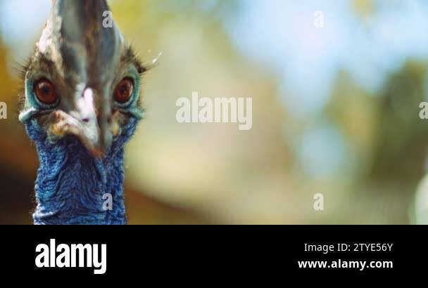 Close up of Southern Cassowary eating food, slow motion, shallow depth ...