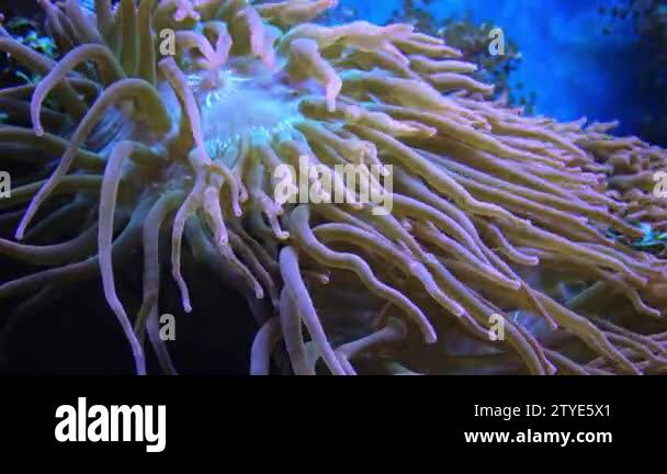 Symbiosis with fish, tentacles of large sea anemone in a marine ...