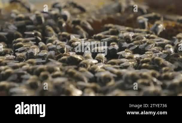 Honey bees pollination Stock Videos & Footage - HD and 4K Video Clips ...