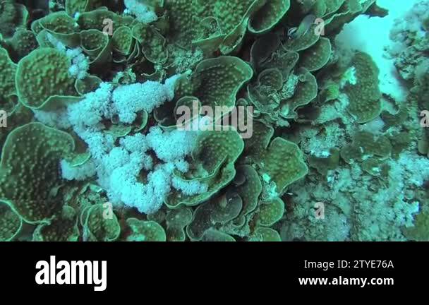 Coral reef, different types of coral and tropical fish. Nature of the ...