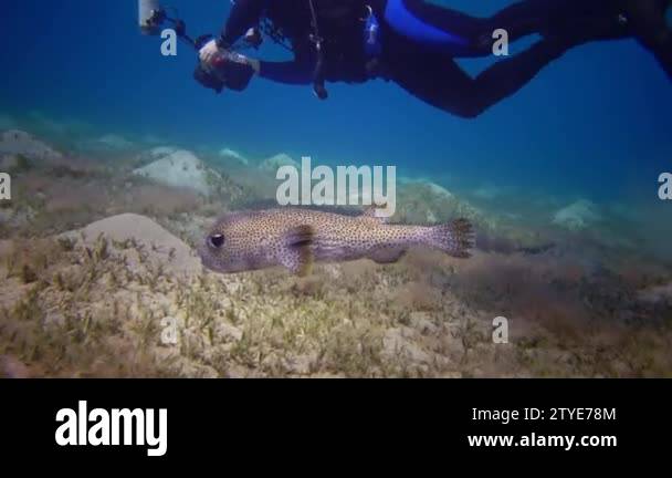 Yellowspotted burrfish (Cyclichthys spilostylus), fish swims above the ...