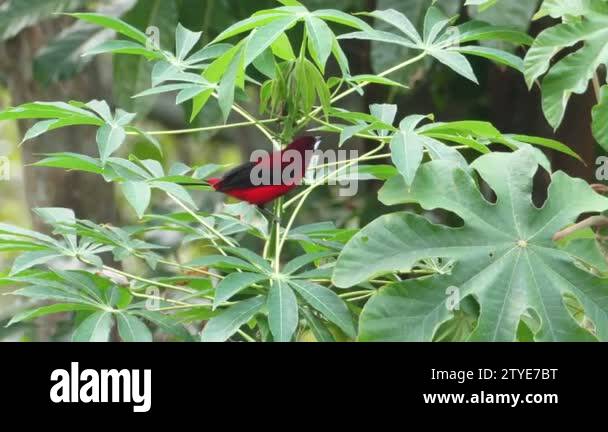 Summer tanager tropical songbird in its natural habitat. The summer ...