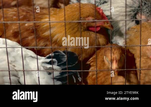 Commercial broiler chickens Stock Videos & Footage - HD and 4K Video ...