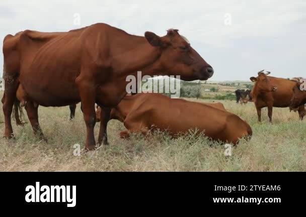 Many big brown cows standing, lying, eating in a large field n autumn ...