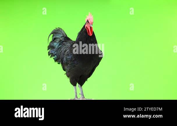 black rooster australorp (Gallus gallus) with dark green plumage sings ...