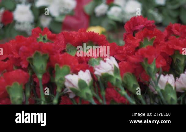 Flowers for hitler Stock Videos & Footage - HD and 4K Video Clips - Alamy