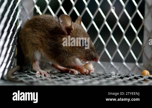 One trap Stock Videos & Footage - HD and 4K Video Clips - Alamy