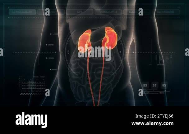 Anatomy of Human Male Kidneys on Futuristic Medical Interface dashboard ...