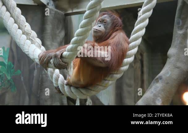Monkey on rope Stock Videos & Footage - HD and 4K Video Clips - Alamy