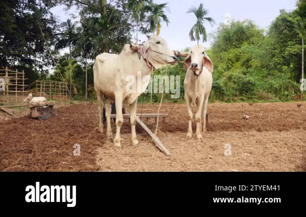 Harrowing field animal Stock Videos & Footage - HD and 4K Video Clips ...