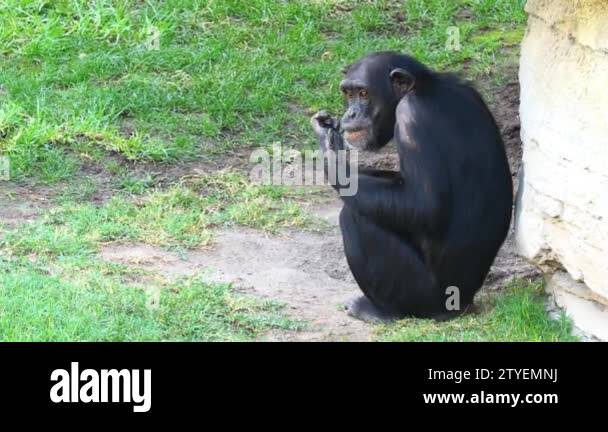 Chimpanzee (Pan troglodytes), also known as the common or robust ...