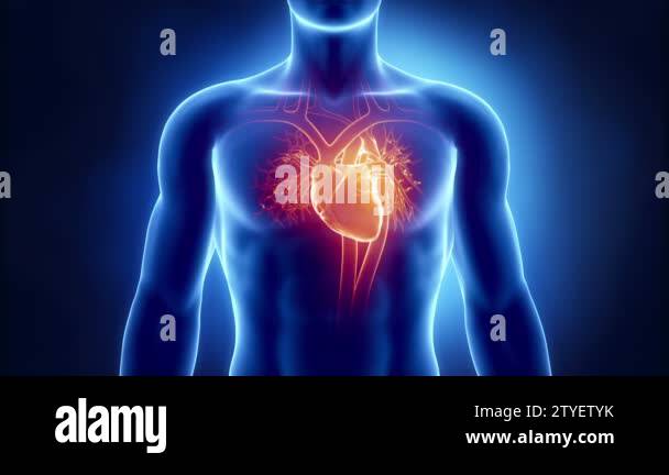 Arteries with problem Stock Videos & Footage - HD and 4K Video Clips ...