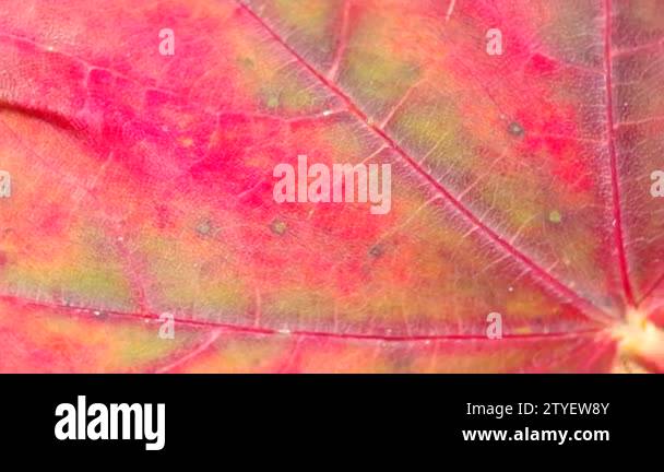 Dying maple tree leaf Stock Videos & Footage - HD and 4K Video Clips ...
