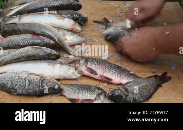 Insanitary conditions Stock Videos & Footage - HD and 4K Video Clips ...