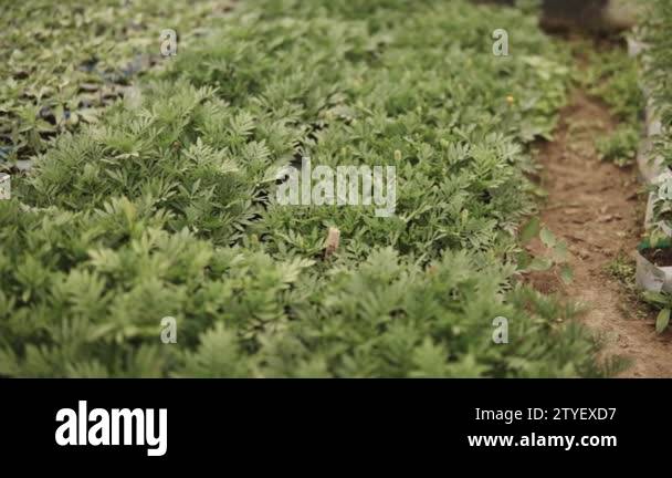 Horizontal panorama of young seedlings of different types of vegetables ...