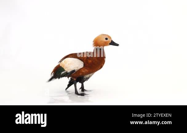 male Beautiful bright red duck (Ogar) flapping his wings, isolated on ...