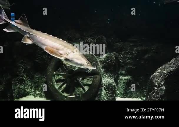 Beluga fish from the sturgeon family swims underwater Stock Video ...