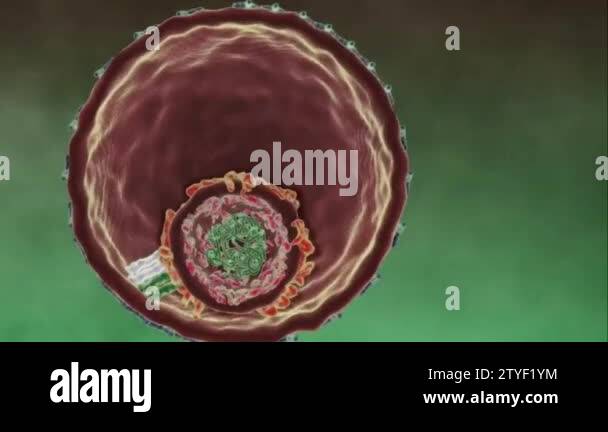 HCV is a single strand RNA virus. After the viral genome enters the ...