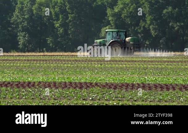 Tractor works on field of lettuce plantation outdoor, spray field ...