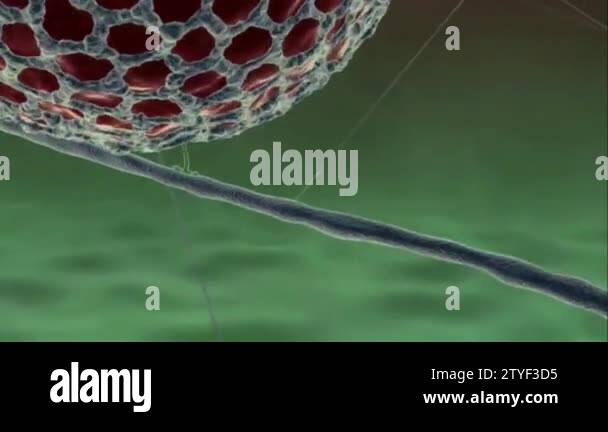 Hepatitis c virus microscope Stock Videos & Footage - HD and 4K Video ...