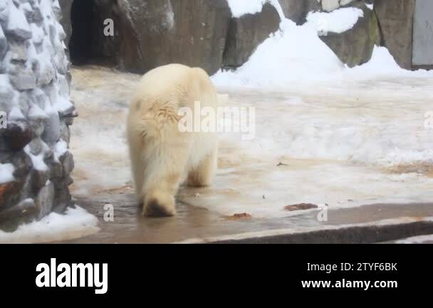 Dancing bear bear Stock Videos & Footage - HD and 4K Video Clips - Alamy
