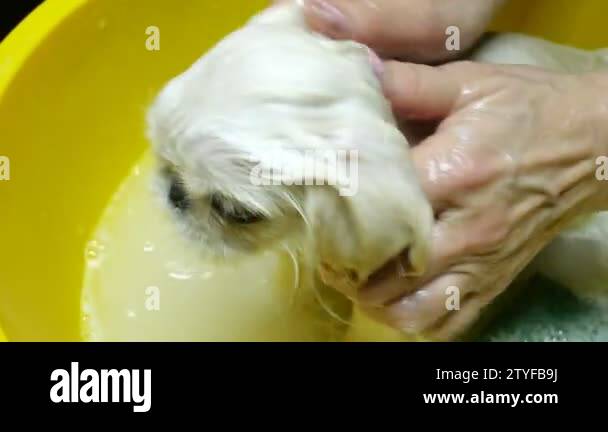 Dog bath time. Animal care. Adorable cute young puppy white Pekingese ...