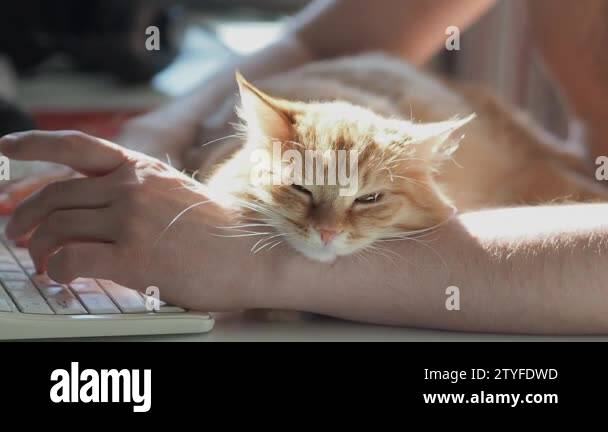 Man is typing at the computer keyboard. Cute ginger cat dozing on mans ...