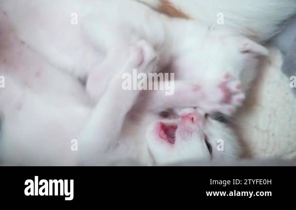Cute funny little white kittens play biting and pushing each other and ...