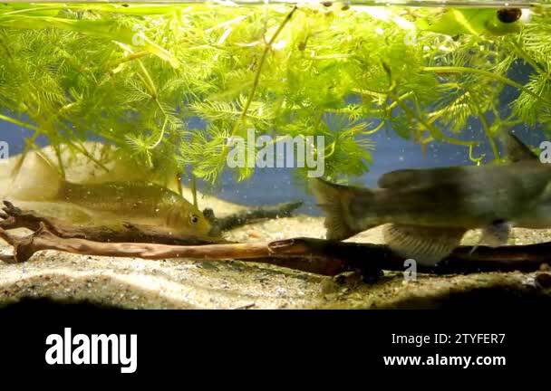 hungry and aggressive channel catfish, dangerous invasive freshwater ...