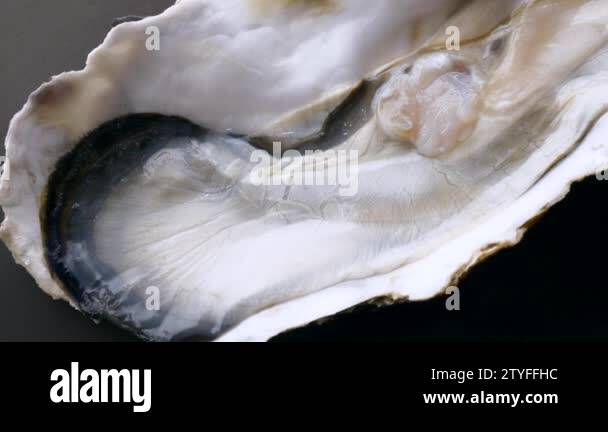 Big oyster open Stock Videos & Footage - HD and 4K Video Clips - Alamy