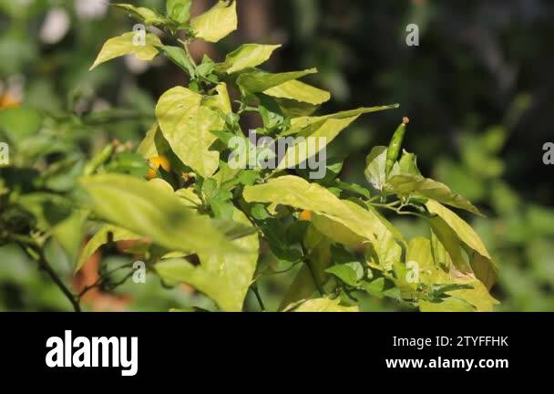 Thai bird chilli Stock Videos & Footage - HD and 4K Video Clips - Alamy