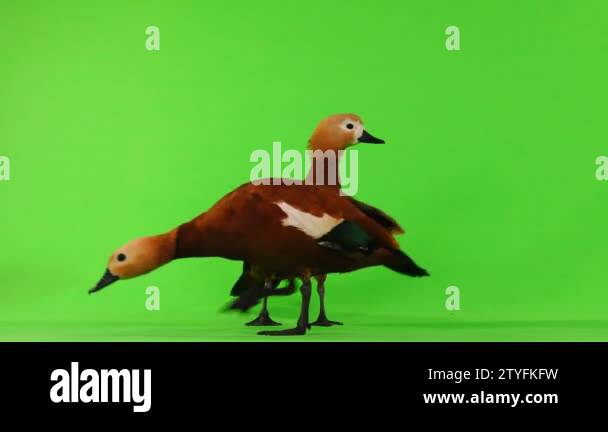 two male and female Beautiful bright red duck (Ogar) isolated on green ...