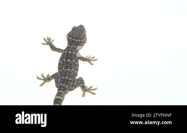 Tokay geckos gekko gecko Stock Videos & Footage - HD and 4K Video Clips ...