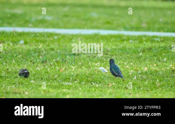 Starling sized bird Stock Videos & Footage - HD and 4K Video Clips - Alamy