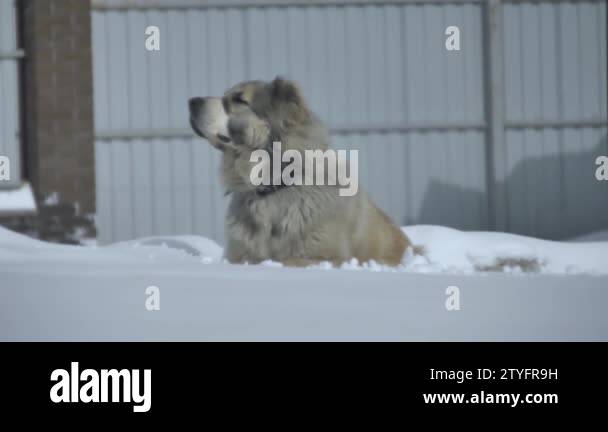 General shepherd Stock Videos & Footage - HD and 4K Video Clips - Alamy
