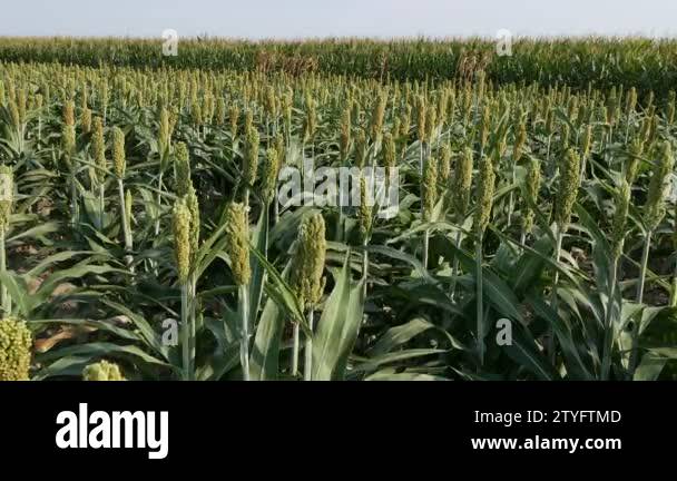 Planting sorghum Stock Videos & Footage - HD and 4K Video Clips - Alamy