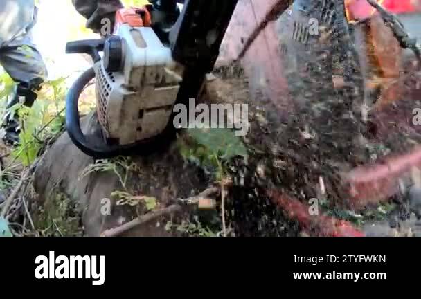 Free stump Stock Videos & Footage - HD and 4K Video Clips - Alamy