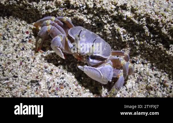 Red Sea ghost crab (Ocypode saratan, crab runs along the sand, burrows ...