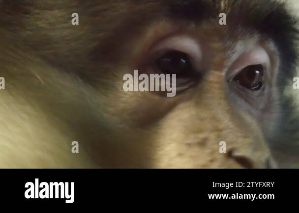 Ape thinking Stock Videos & Footage - HD and 4K Video Clips - Alamy