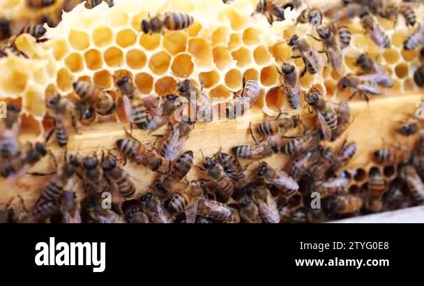 Work bees in hive. Bees convert nectar into honey and cover it in honeycombs Stock Video Footage ...